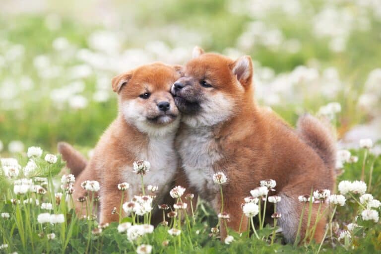 How Much Does a Shiba Inu Cost? (2025 Price Guide)