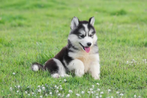 How Much Does a Husky Cost? (2025 Price Guide)