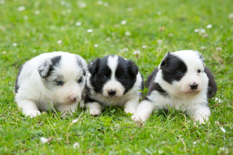 How Much Does a Border Collie Cost? (2025 Price Guide)