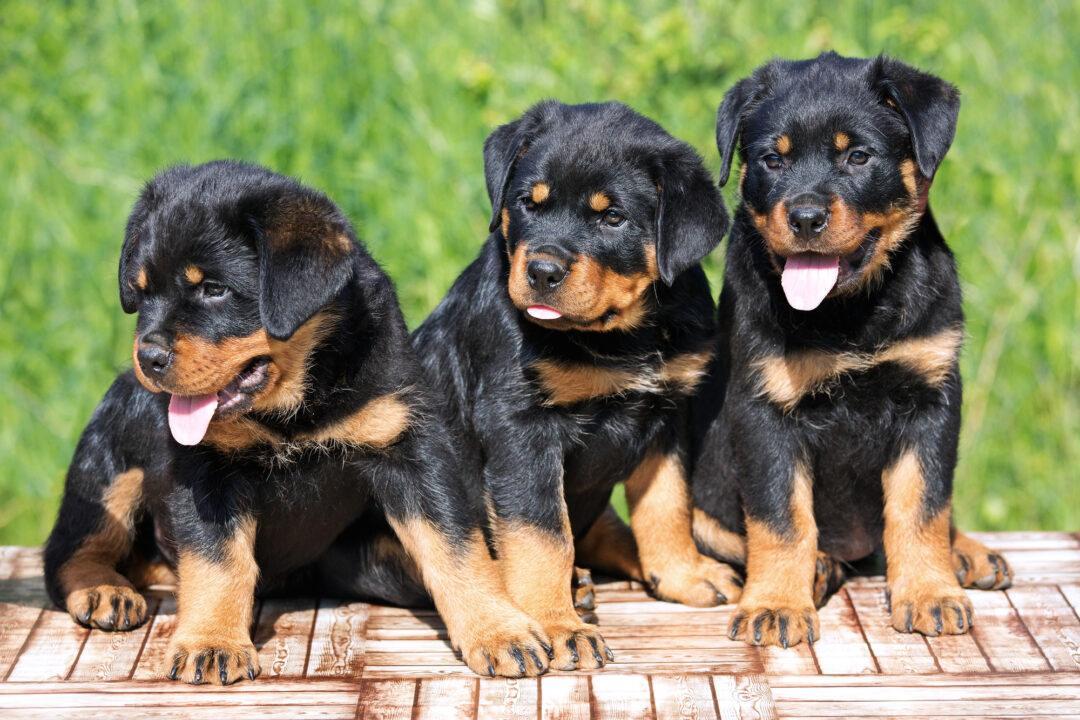 How Much Does a Rottweiler Cost? (2025 Price Guide)