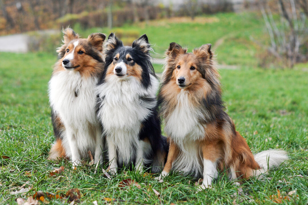 How Much Does a Shetland Sheepdog Cost? (2025 Price Guide)