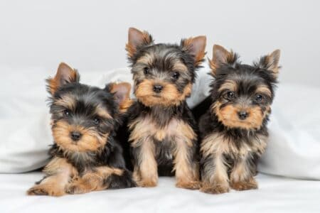 How Much Does a Yorkshire Terrier Cost? (2024 Price Guide)