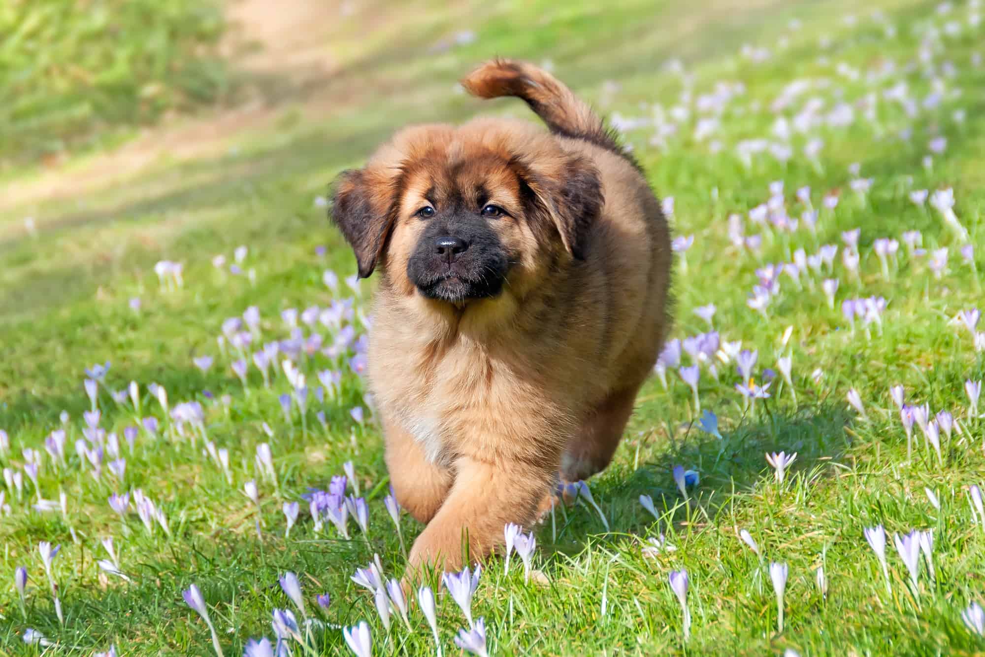 How Much Is A Siberian Mastiff