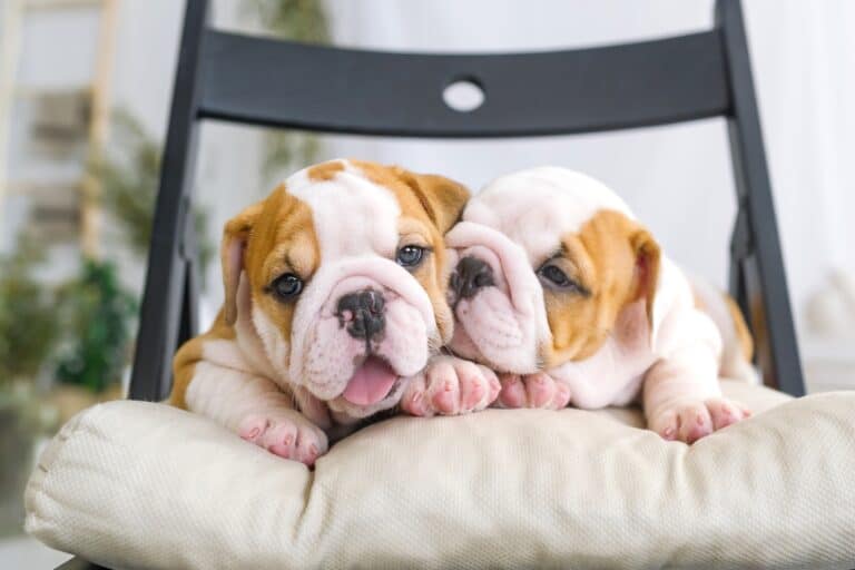 How Much Does an English Bulldog Cost? (2026 Price Guide)