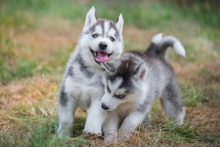 How Much Does a Husky Cost? (2026 Price Guide)