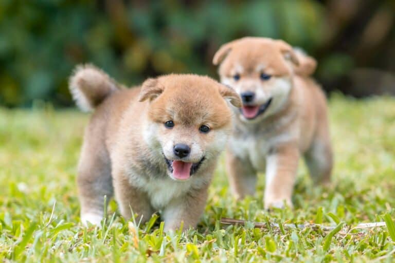 How Much Does a Shiba Inu Cost? (2025 Price Guide)
