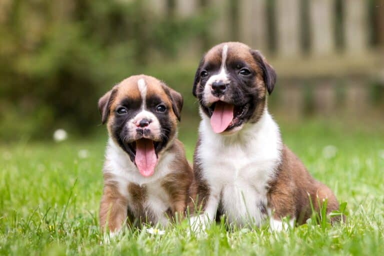 How Much Does a Boxer Dog Cost? (2026 Price Guide)