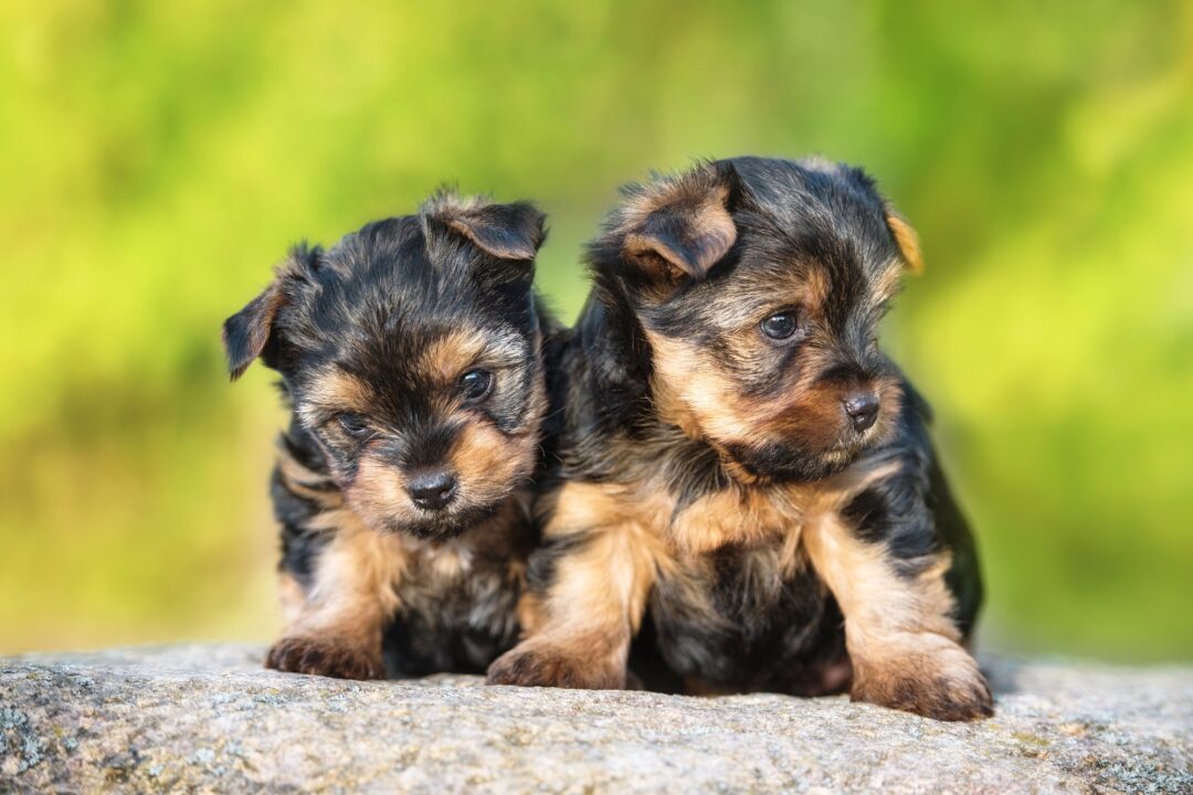 How Much Does a Yorkshire Terrier Cost? (2025 Price Guide)