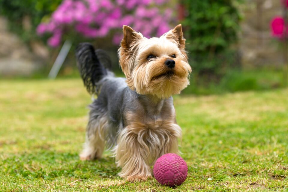 How Much Does a Yorkshire Terrier Cost? (2025 Price Guide)