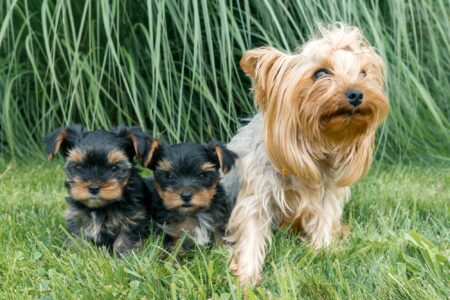 How Much Does a Yorkshire Terrier Cost? (2025 Price Guide)