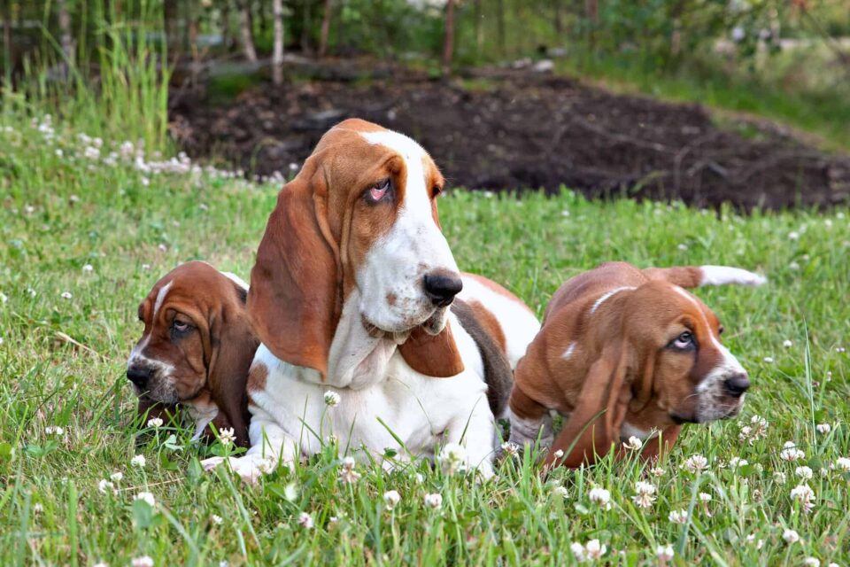 How Much Does a Basset Hound Cost? (2025 Price Guide)