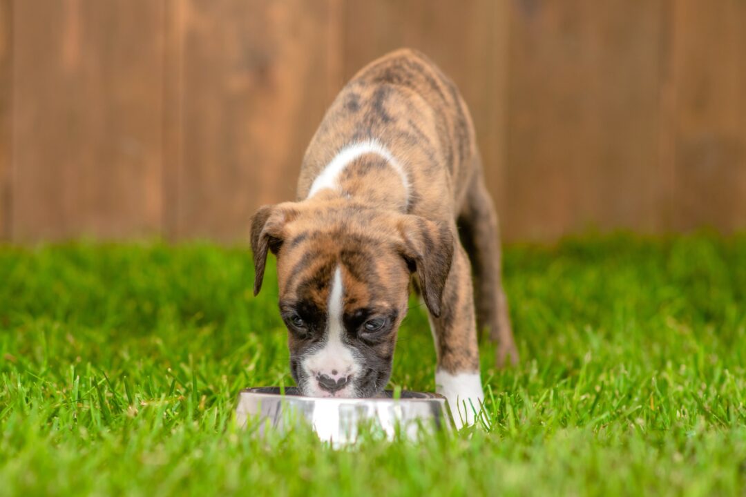 How Much to Feed a Boxer Dog (Puppy & Adult Feeding Chart)