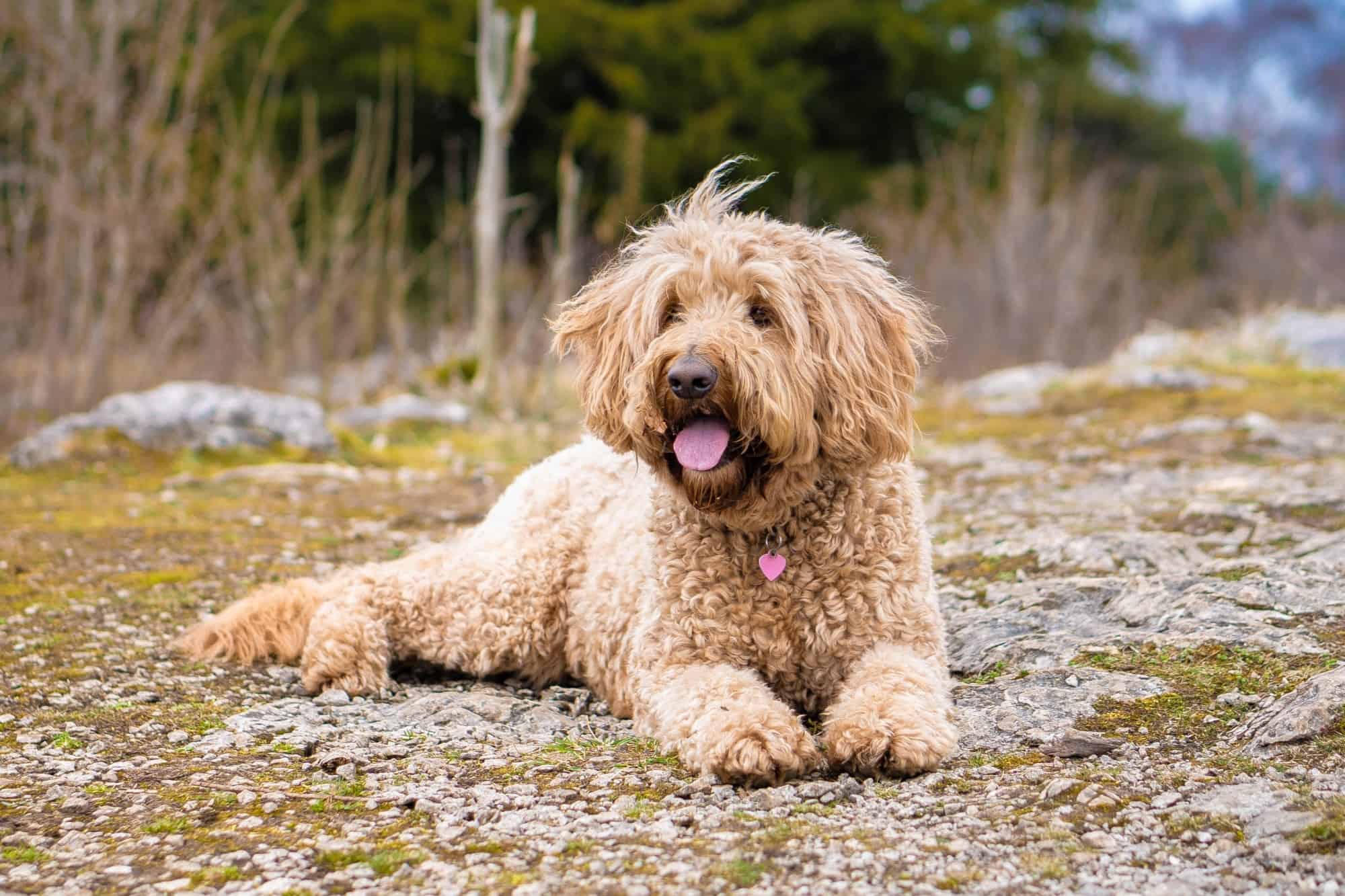 How Much to Feed a Goldendoodle (Feeding Chart & Guide)