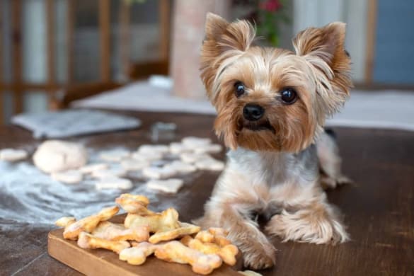 How Much to Feed a Yorkie (Puppy & Adult Feeding Chart)