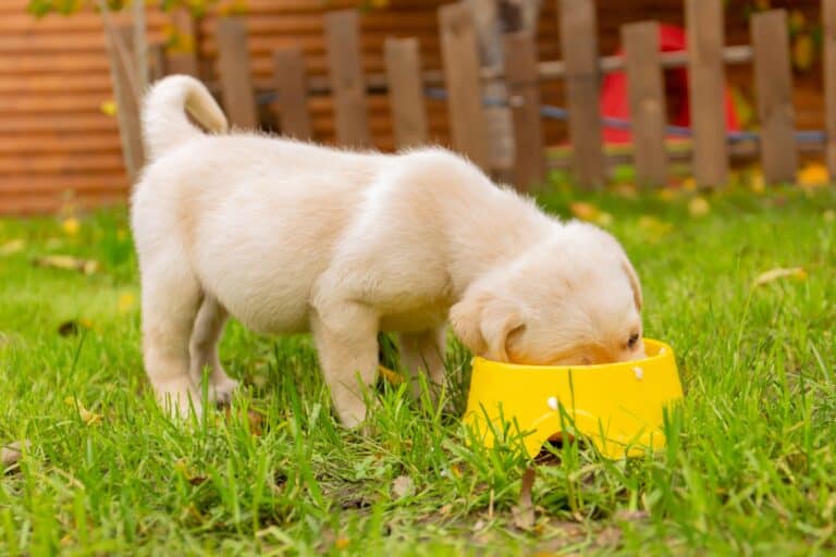 How Much to Feed a Labrador (Puppy & Adult Feeding Chart)