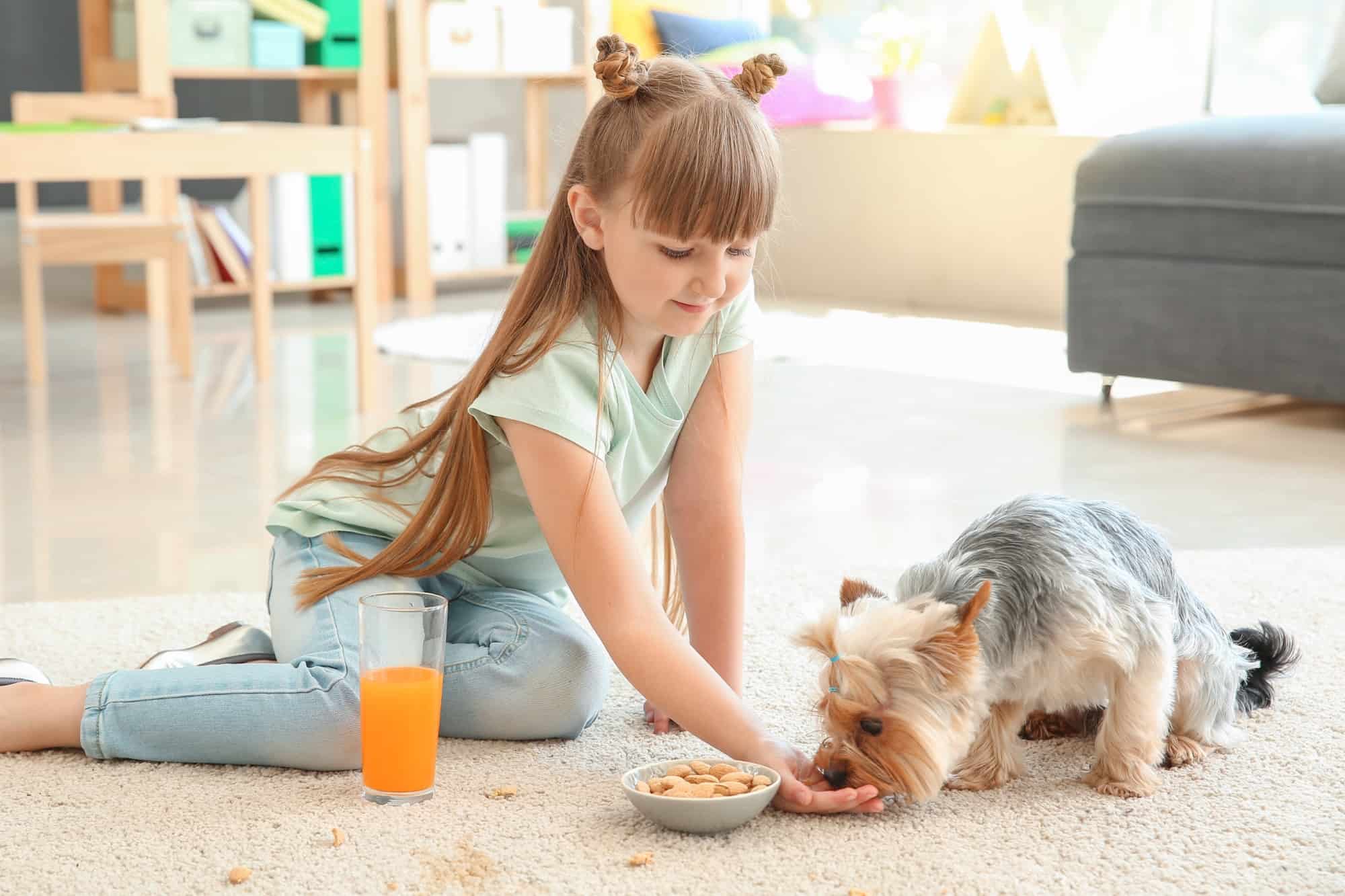 How Much to Feed a Yorkie (Puppy & Adult Feeding Chart)