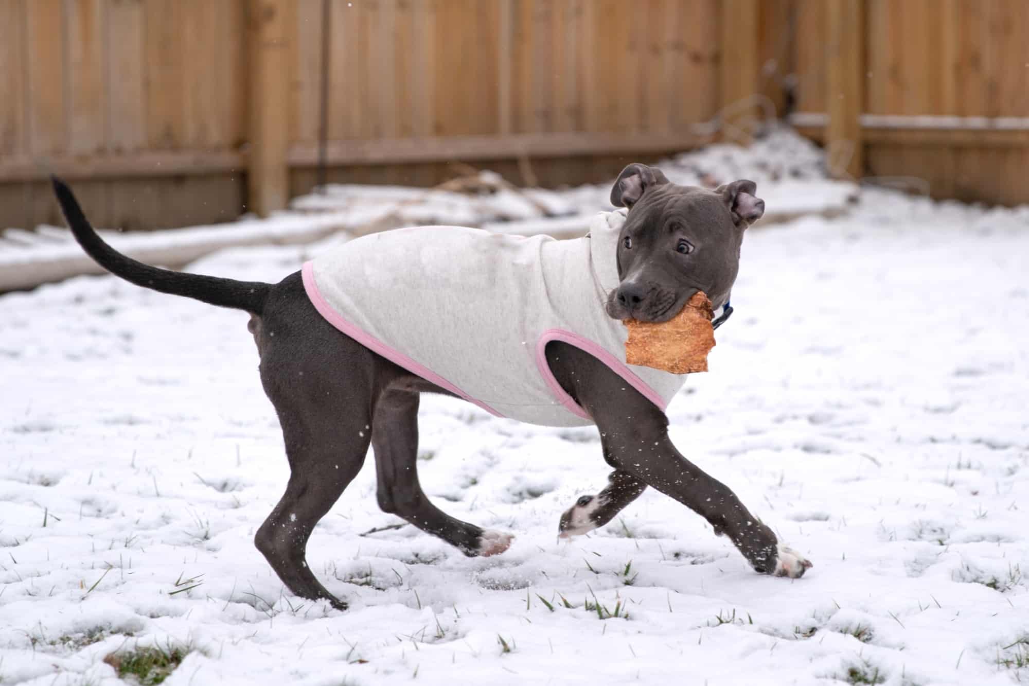 How Much to Feed a Pitbull (Puppy & Adult Feeding Chart)