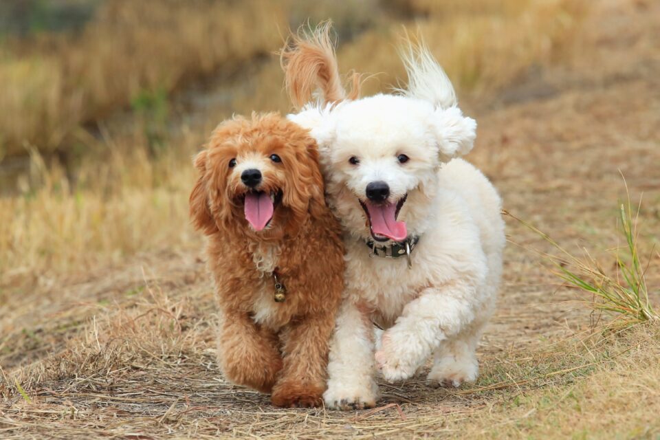 How Much Does a Poodle Cost? (2025 Price Guide)