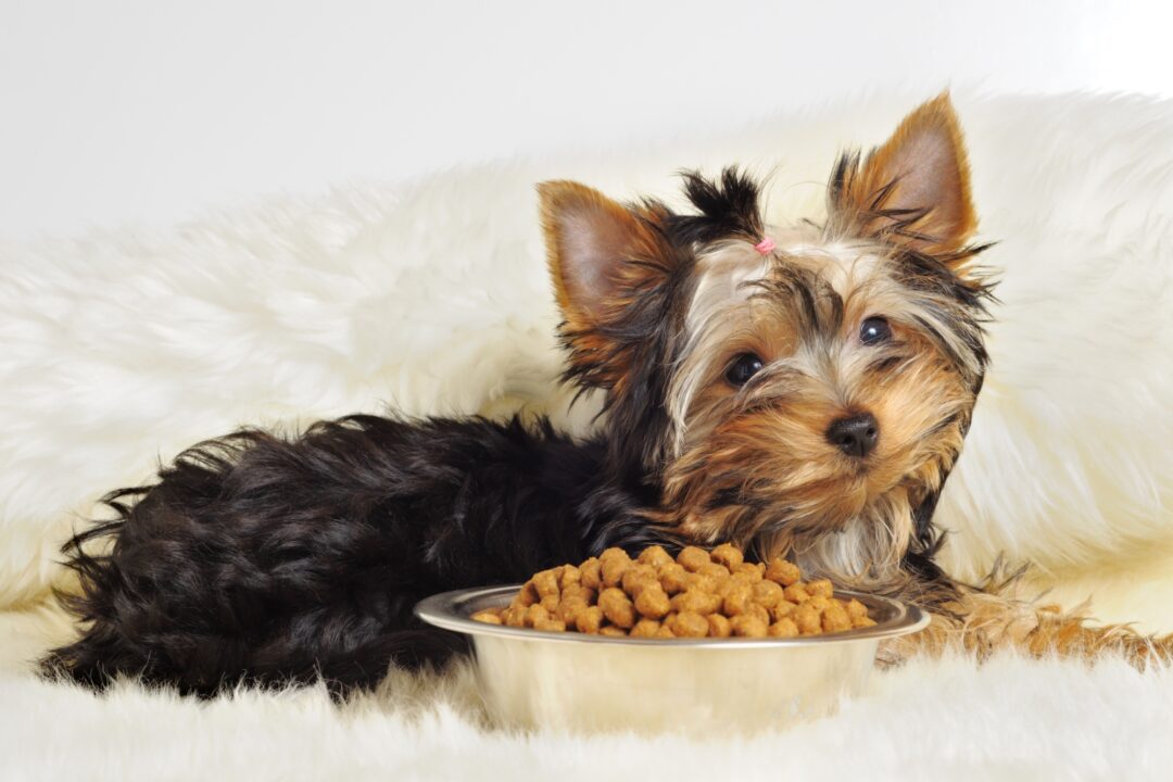 How Much to Feed a Yorkie (Puppy & Adult Feeding Chart)