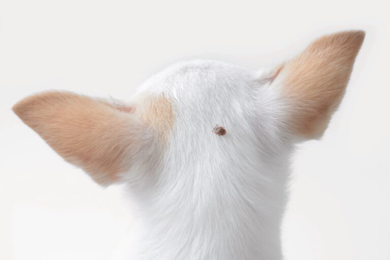 Dried Dead Tick on Dog: How to Remove It & What to Do (With FAQs)