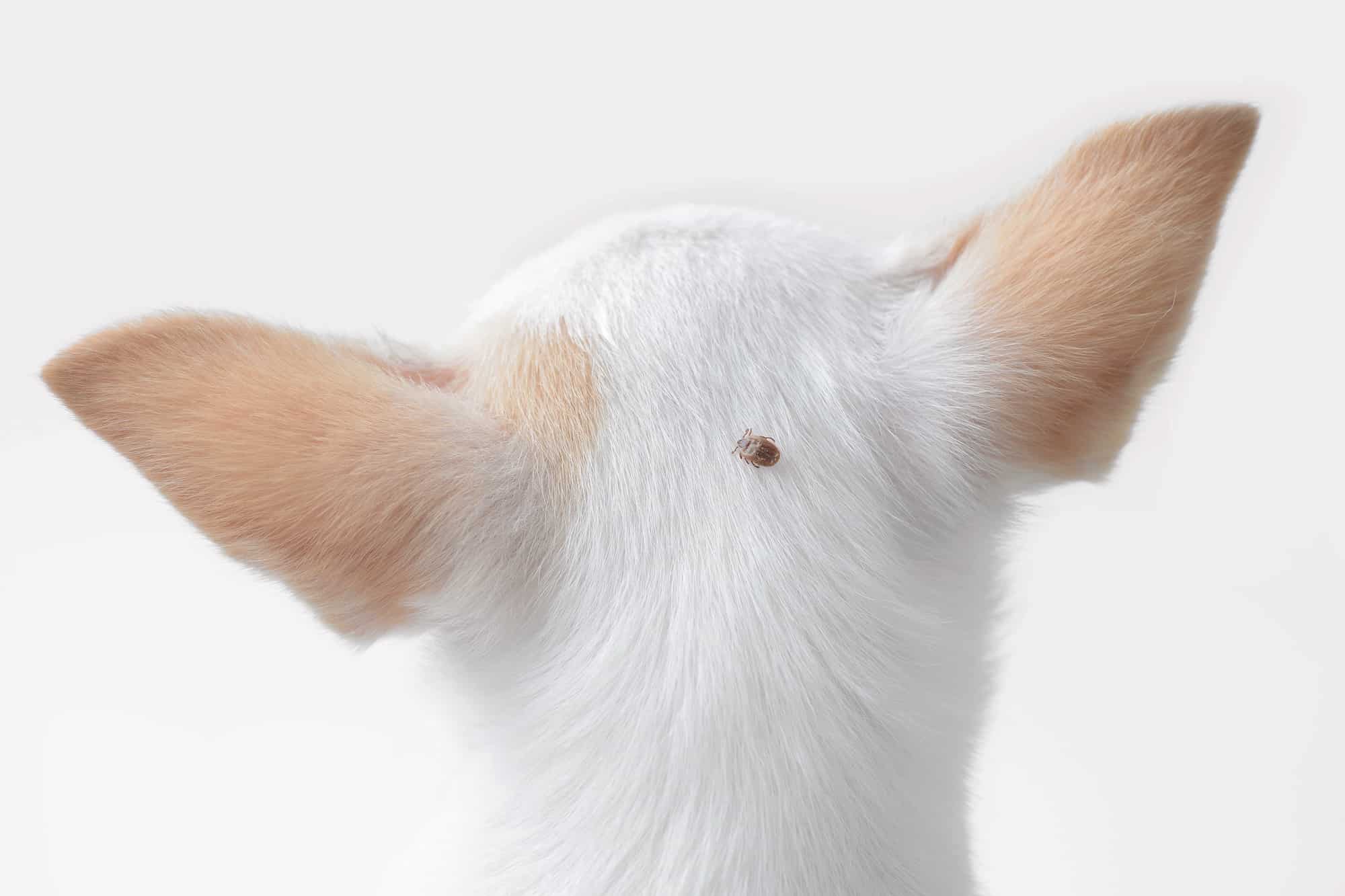 Dried Dead Tick on Dog: How to Remove It & What to Do (With FAQs)
