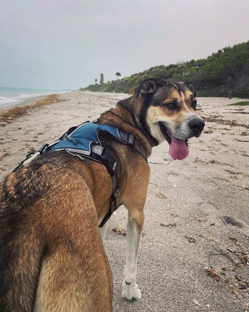 Boxsky (Boxer & Husky Mix) Info, Pictures, Facts, FAQs & More