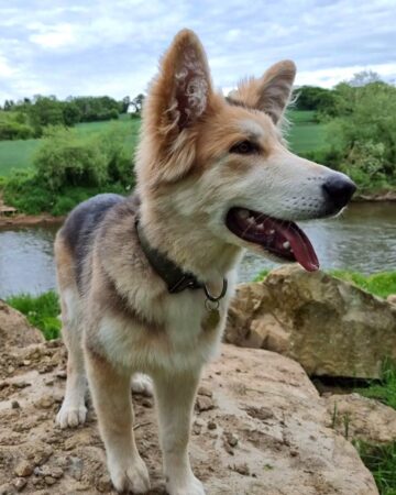 Alaskan Shepherd Breed Info, Pictures, Facts, FAQs & More