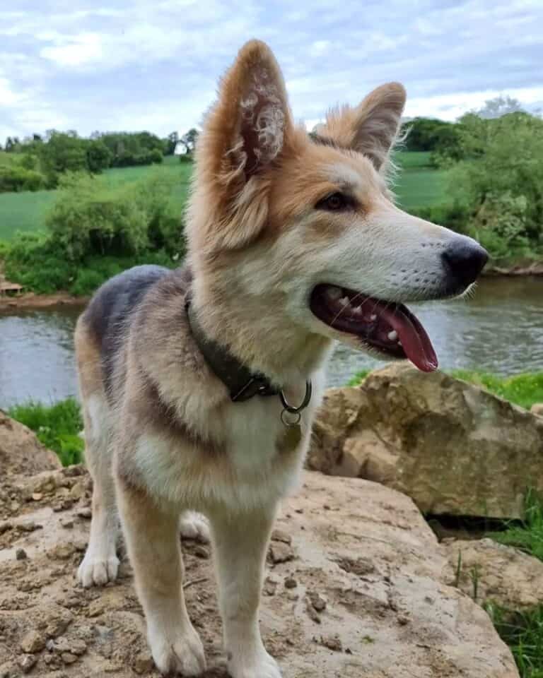 Alaskan Shepherd Breed Info, Pictures, Facts, FAQs & More