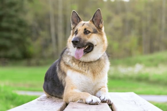 Alaskan Shepherd Breed Info, Pictures, Facts, FAQs & More