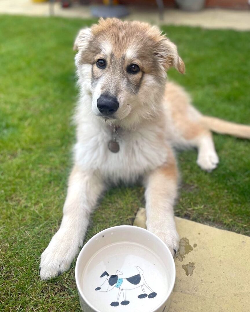 Alaskan Shepherd Breed Info, Pictures, Facts, FAQs & More