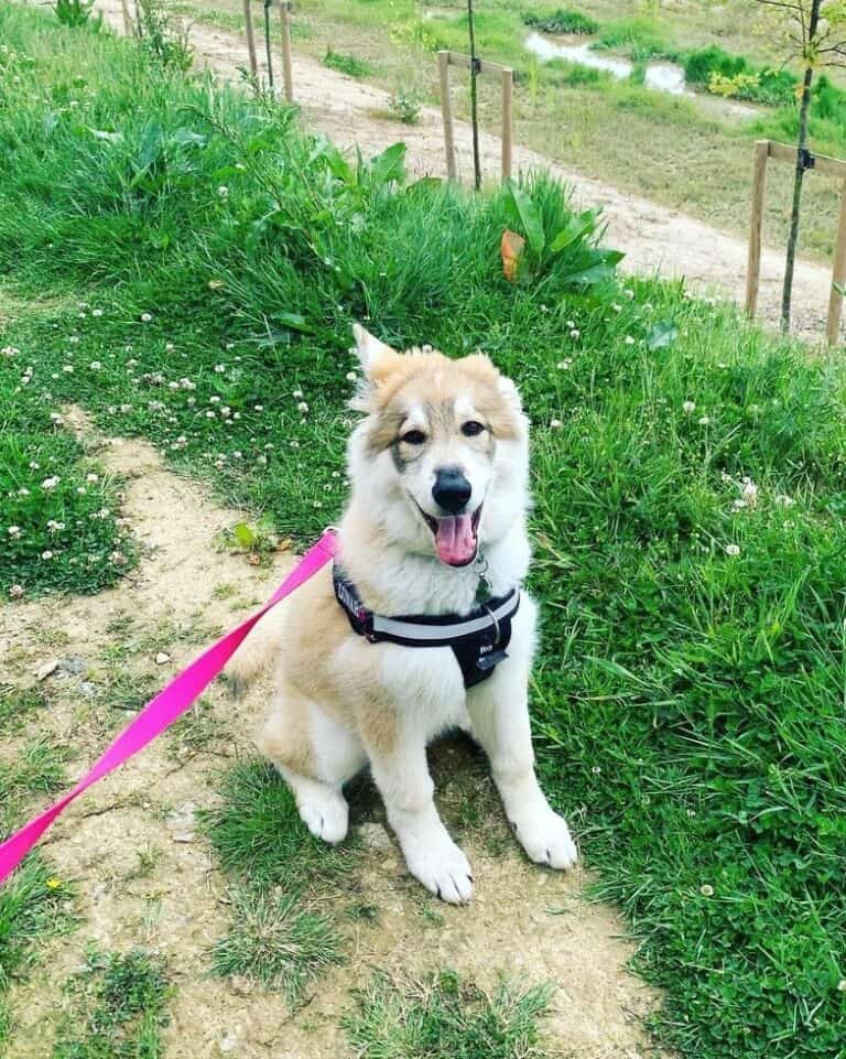 Alaskan Shepherd Breed Info, Pictures, Facts, FAQs & More
