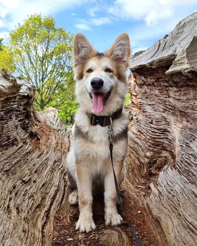 Alaskan Shepherd Breed Info, Pictures, Facts, FAQs & More