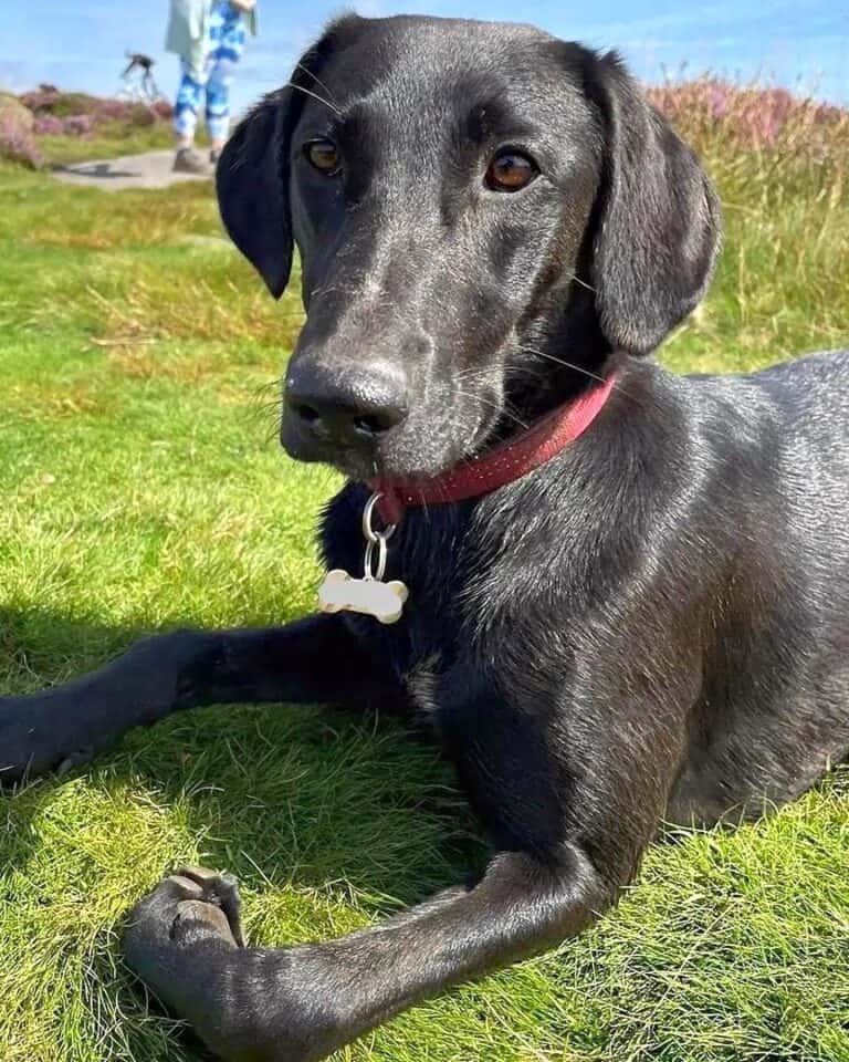 Whipador (Whippet & Labrador Mix) Info, Pictures, Facts, FAQs & More