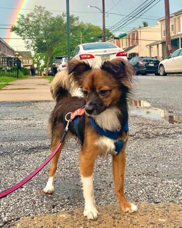 Aussie Chi (Australian Shepherd & Chihuahua Mix) Info, Pictures, FAQs ...