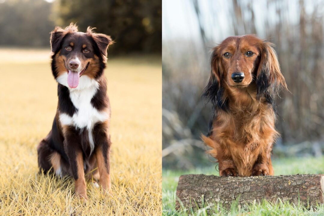 Aussie Doxie (Australian Shepherd & Dachshund Mix) Info, Pictures ...