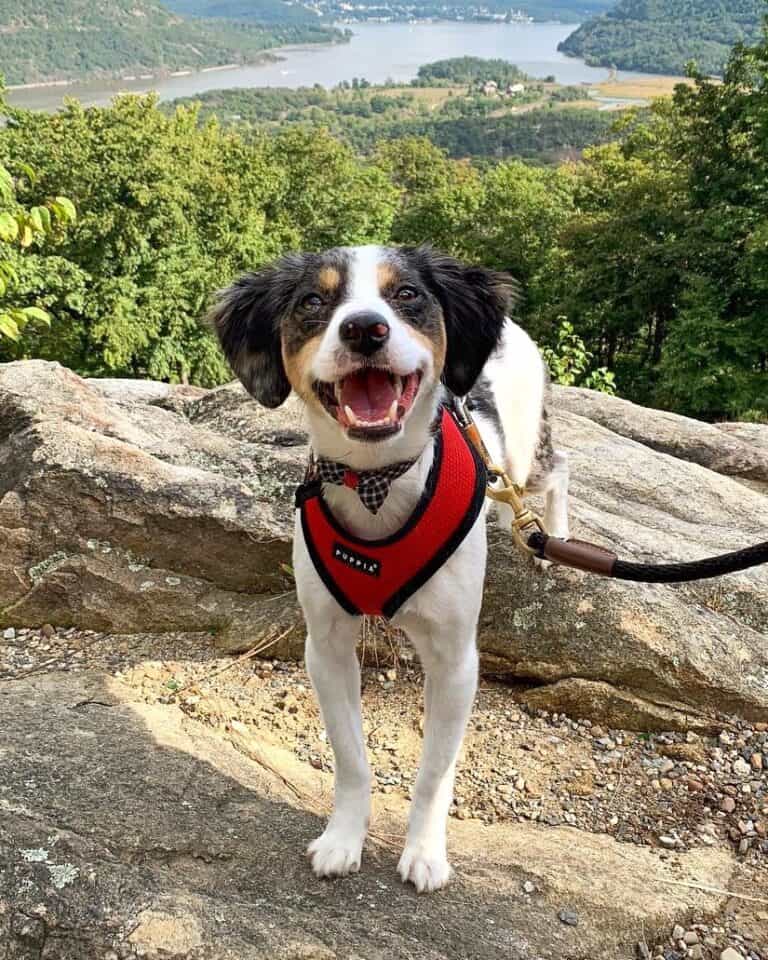 Aussie Doxie (Australian Shepherd & Dachshund Mix) Info, Pictures ...