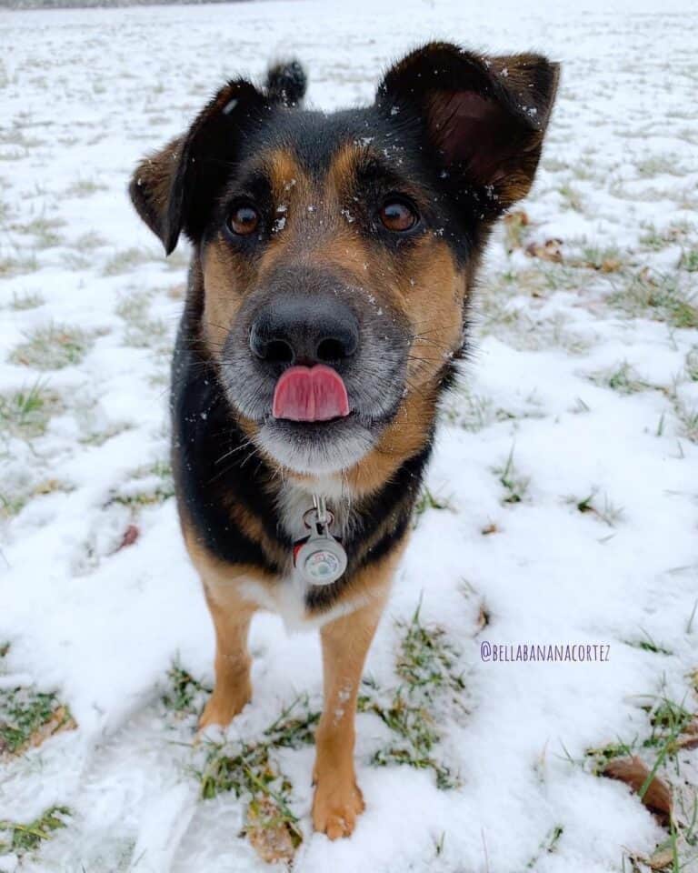 Australian Shepherd German Shepherd Mix: Info, Pictures, FAQs & More