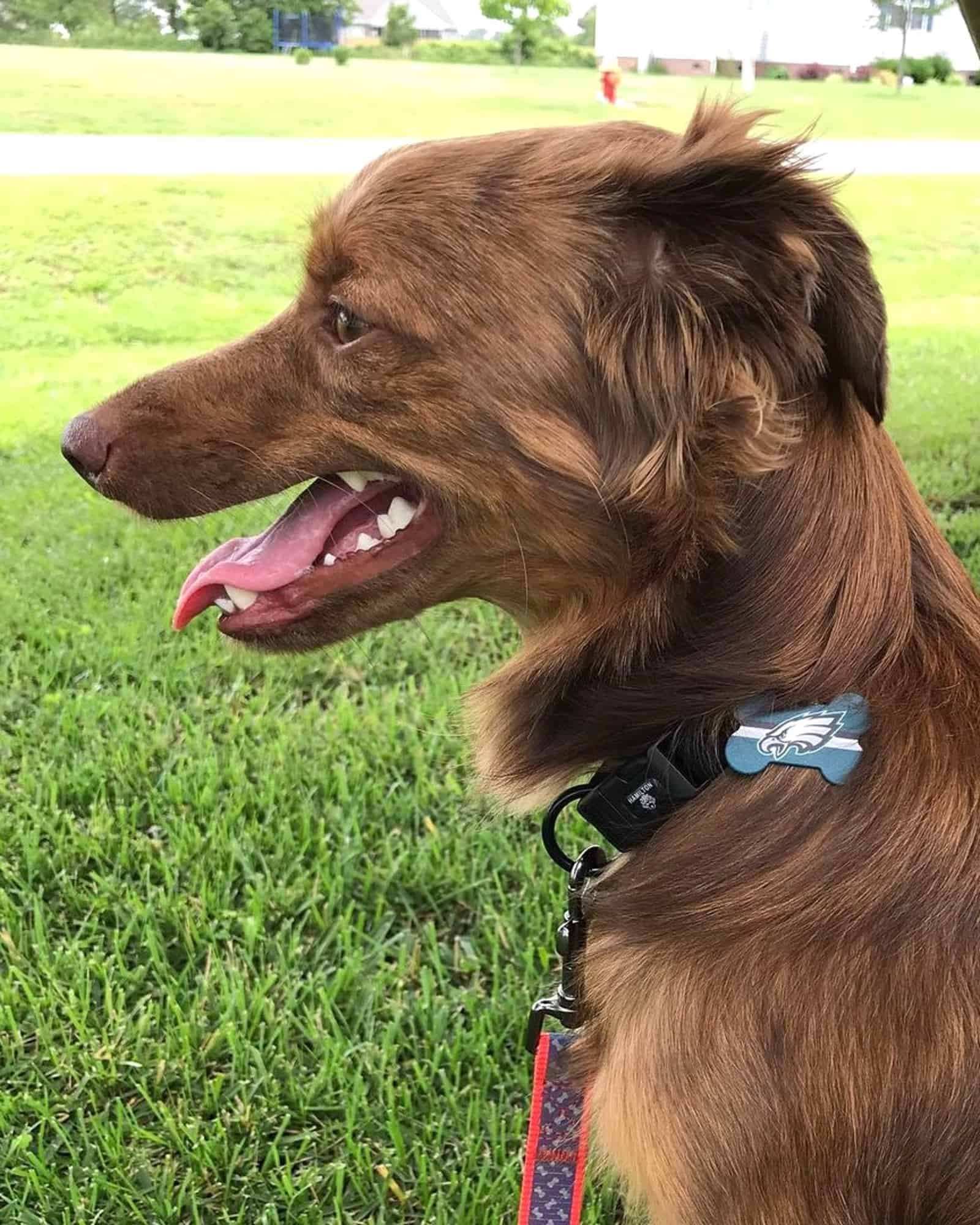 Australian Shepherd Goldendoodle Mix: Info, Pictures, Facts, FAQs & More