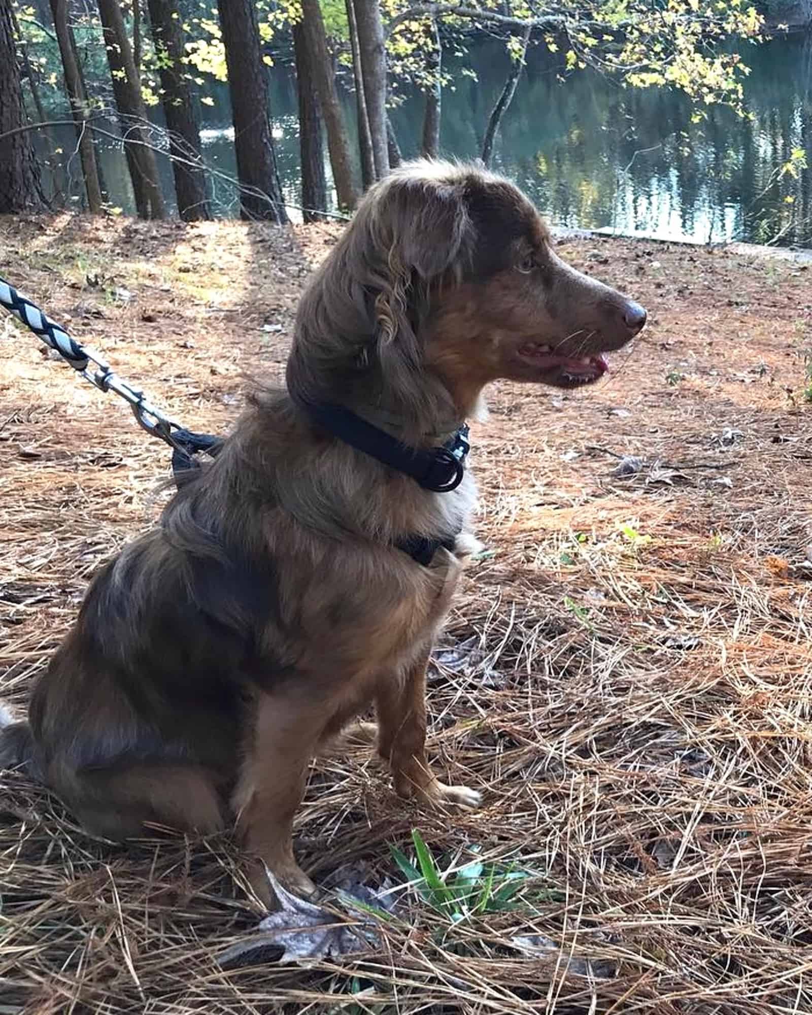 Australian Shepherd Goldendoodle Mix: Info, Pictures, Facts, FAQs & More