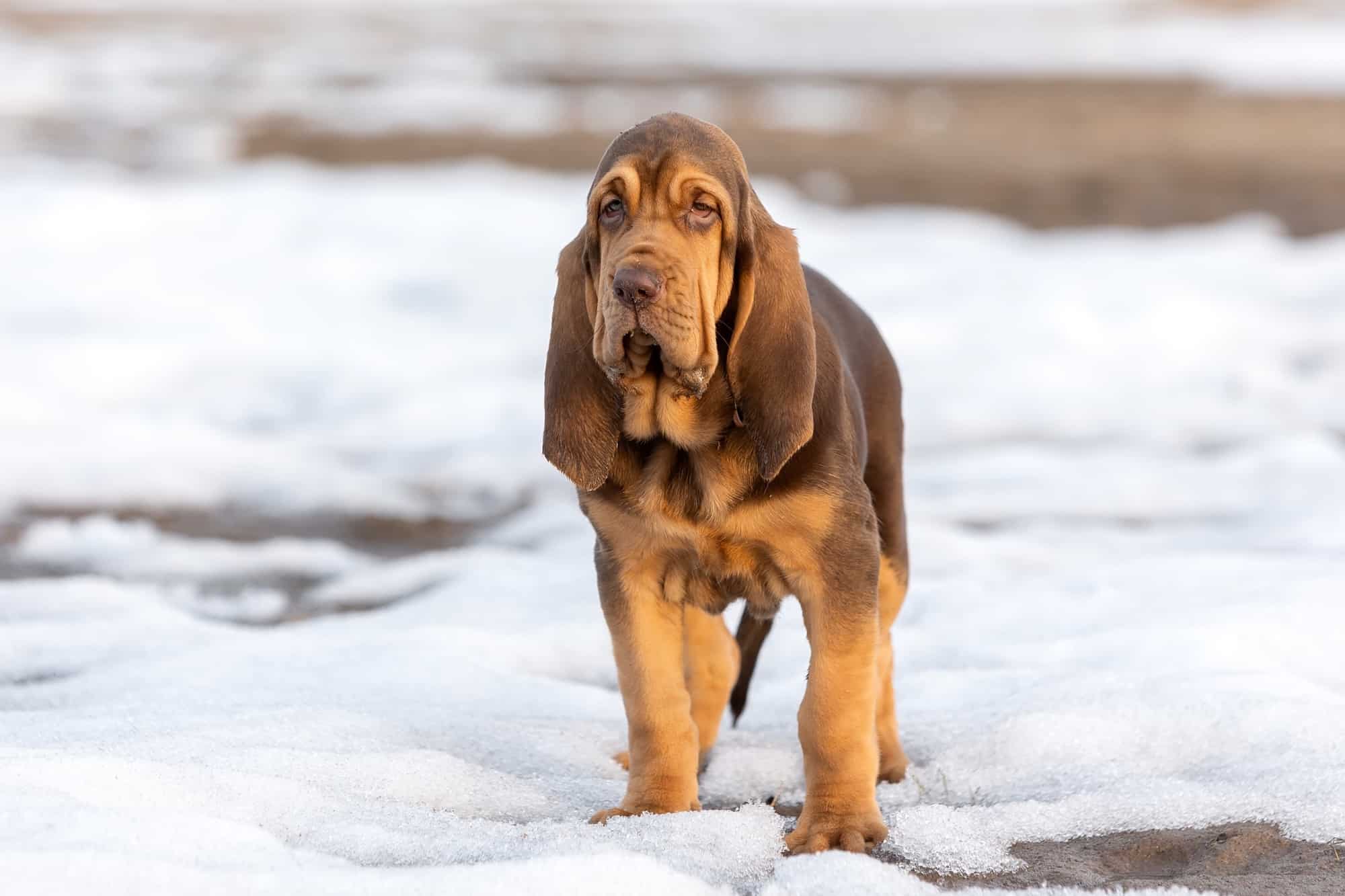 How Much Does a Bloodhound Cost? (2026 Price Guide)