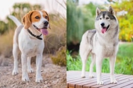 Beaski (Beagle & Husky Mix) Info, Pictures, Facts, FAQs & More