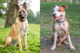Belgian Malinois Pitbull Mix: Info, Pictures, Facts, FAQs & More