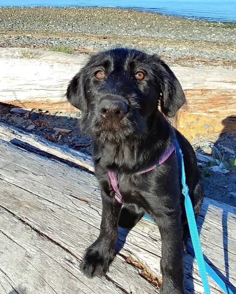 German Shepherd Goldendoodle Mix: Info, Pictures, Facts, FAQs & More