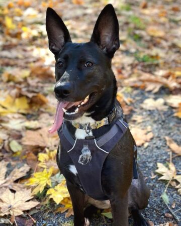 German Pit (German Shepherd & Pitbull Mix) Info, Pictures, Facts, FAQs ...
