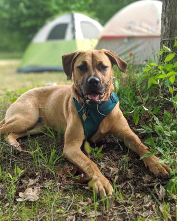 Black Mouth Cur German Shepherd Mix: Info, Pictures, Facts, FAQs & More