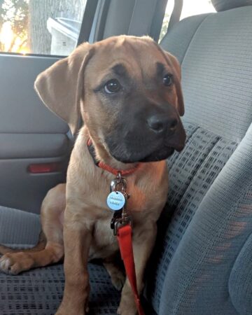 Black Mouth Cur German Shepherd Mix: Info, Pictures, Facts, FAQs & More
