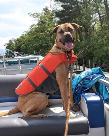 Black Mouth Cur German Shepherd Mix: Info, Pictures, Facts, FAQs & More