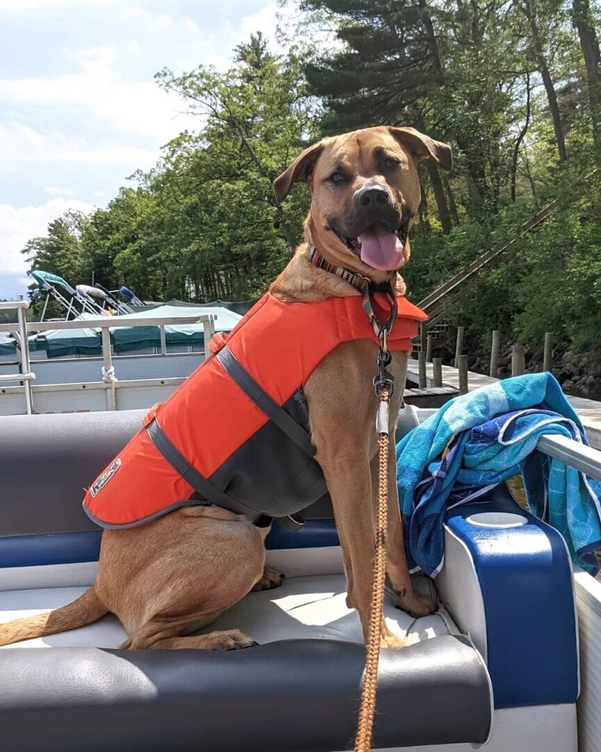 Black Mouth Cur German Shepherd Mix: Info, Pictures, Facts, FAQs & More