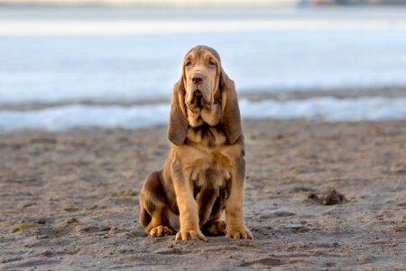 How Much Does a Bloodhound Cost? (2026 Price Guide)