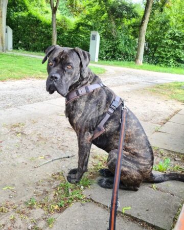 Cane Corxer (Cane Corso & Boxer Mix) Info, Pictures, Facts, FAQs & More